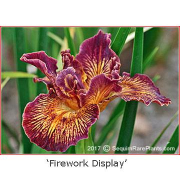 Photo of the bloom of Pacific Coast Iris (Iris 'Firework Display ...
