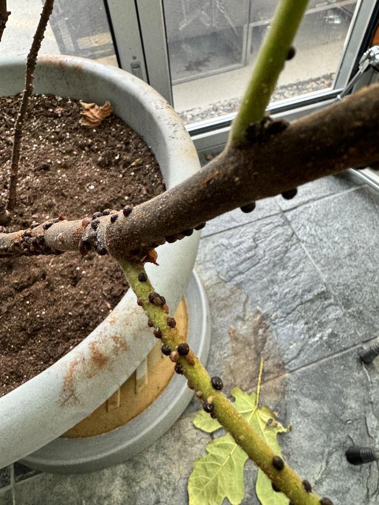 Fig Tree Damage - Help in the Pests and Diseases forum - Garden.org