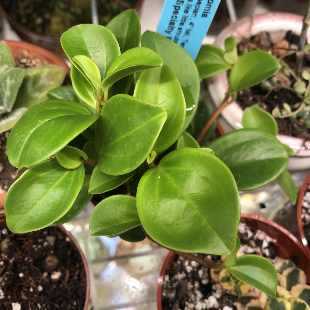 Photo of the entire plant of Peperomia cubensis posted by sedumzz ...