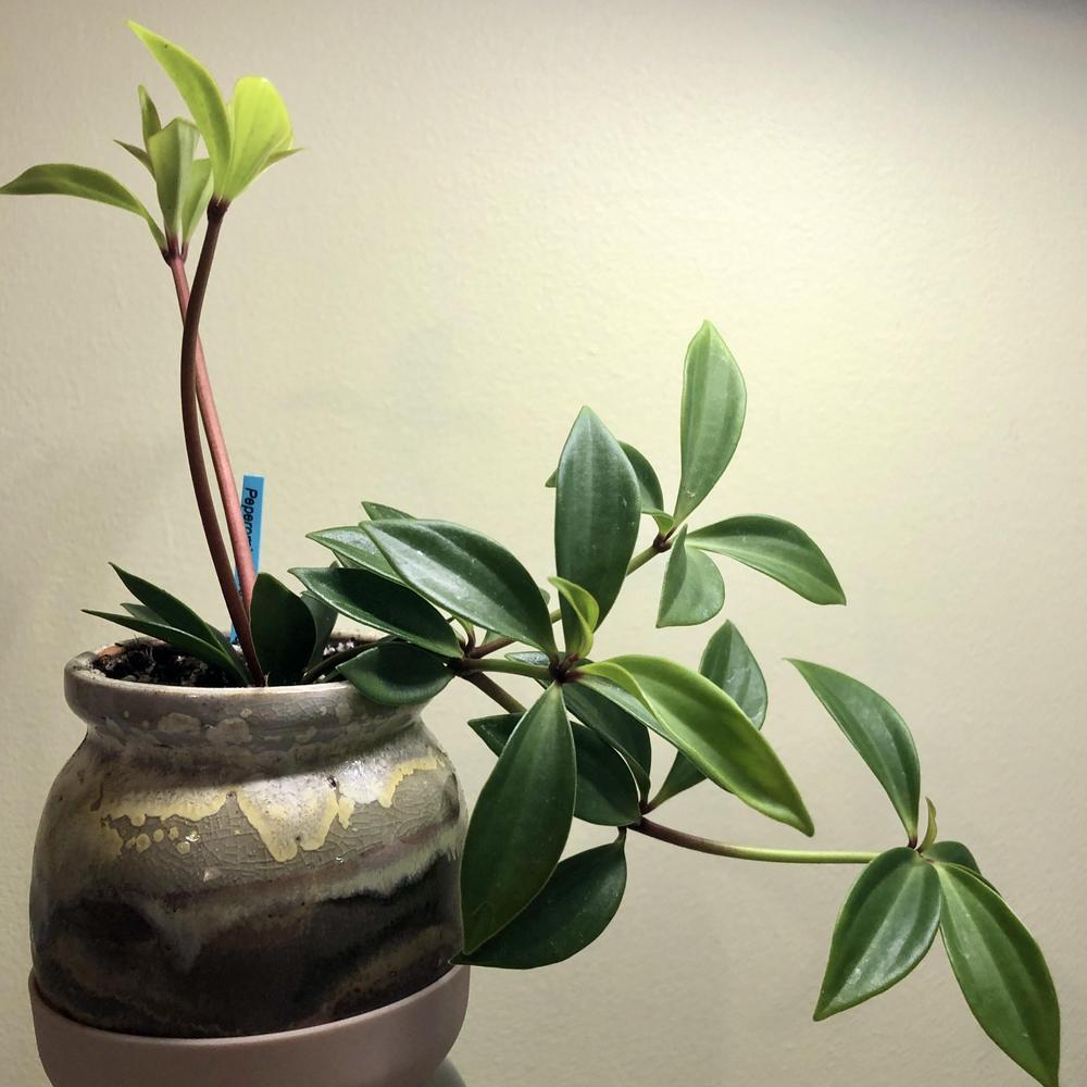 Photo of the entire plant of Radiator Plant (Peperomia pereskiifolia ...