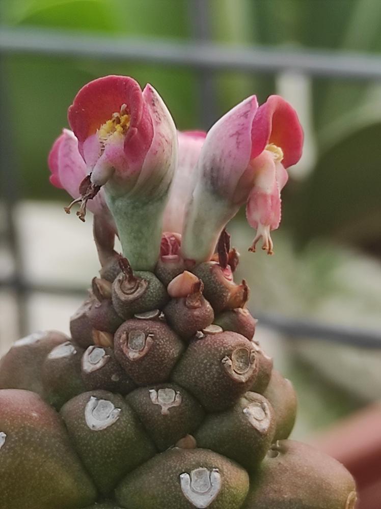 Monadenium (Euphorbia ritchiei) in the Euphorbias Database - Garden.org