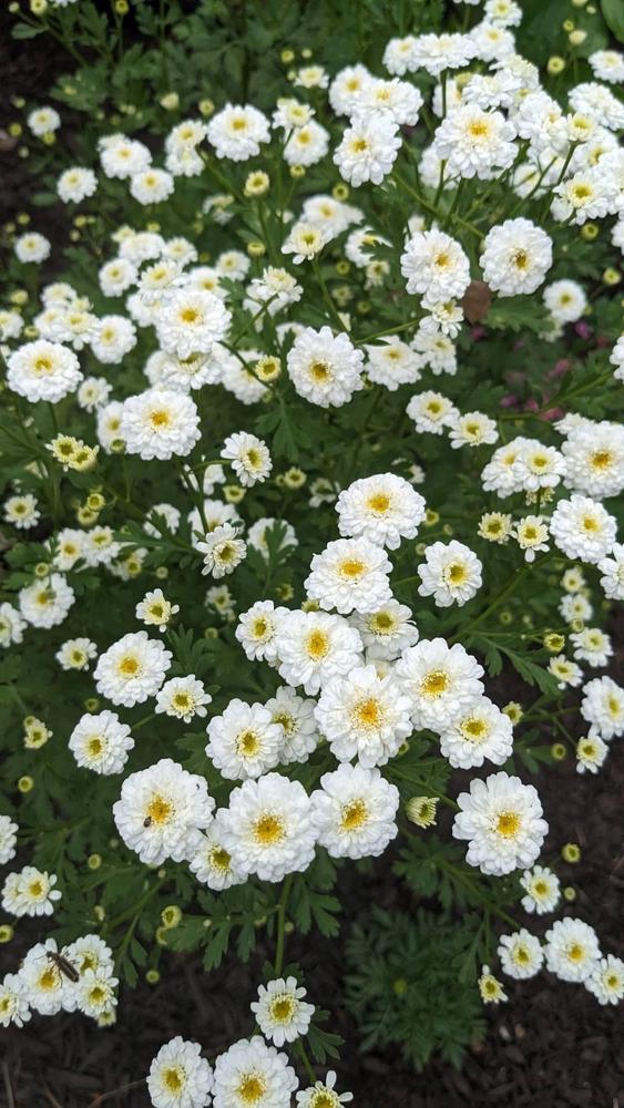 Feverfew (Tanacetum parthenium 'Tetra White Wonder') - Garden.org