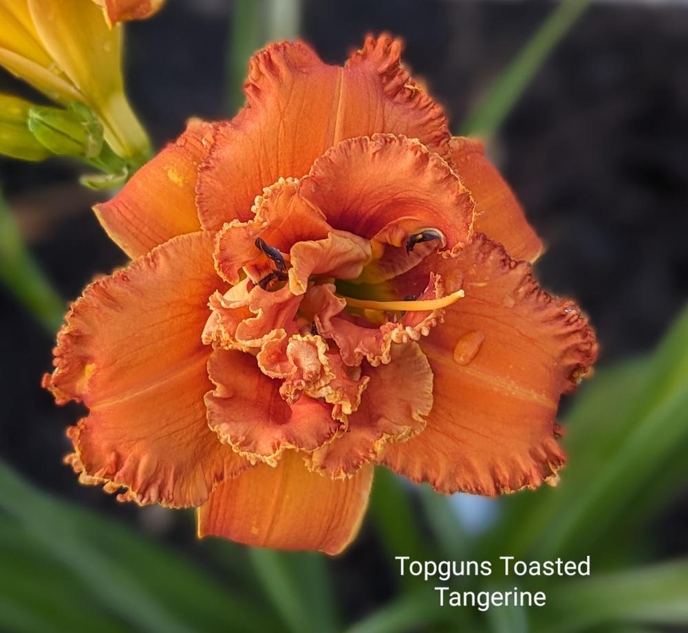 Photo of the bloom of Daylily (Hemerocallis 'Topguns Toasted Tangerine ...