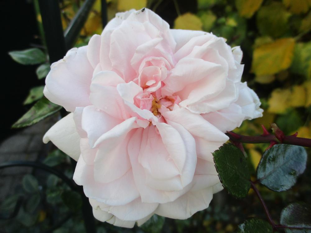 Photo of the bloom of Rose (Rosa 'Awakening') posted by Versicolor ...
