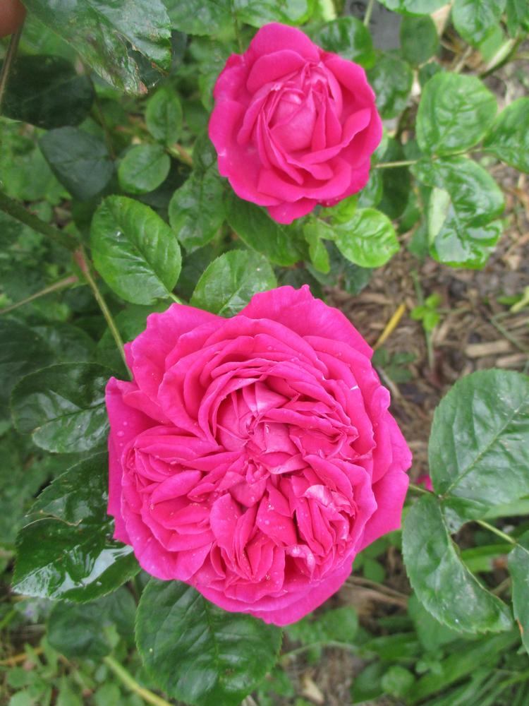 Rose (Rosa ' Maurice Lepelletier') in the Roses Database - Garden.org