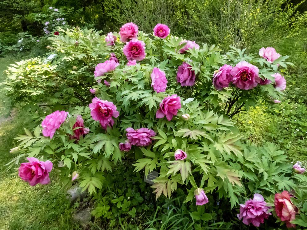 Photo of the entire plant of Lutea Hybrid Tree Peony (Paeonia 'Leda ...