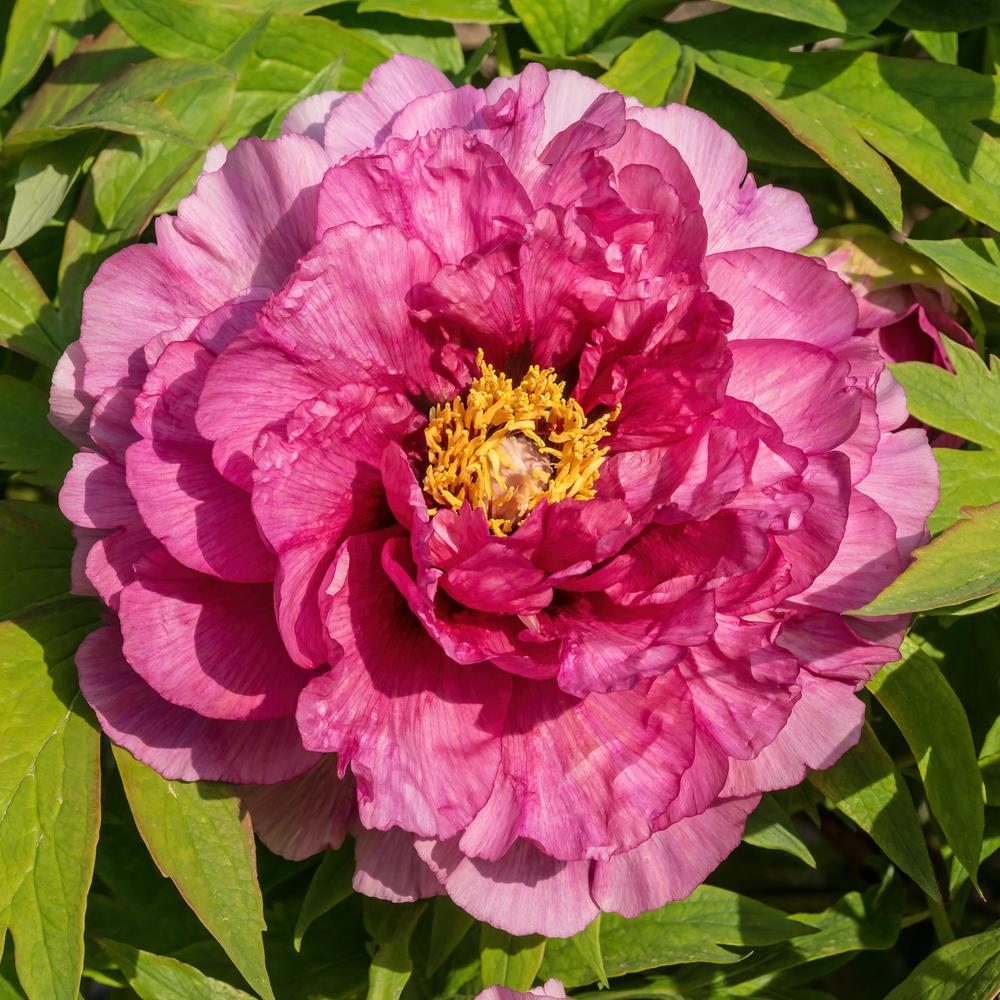 Photo of the bloom of Lutea Hybrid Tree Peony (Paeonia 'Leda') posted ...