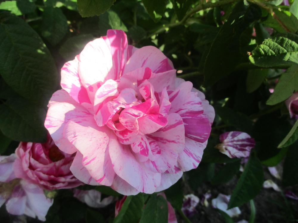 Rose (Rosa 'Rosa Mundi') in the Roses Database - Garden.org