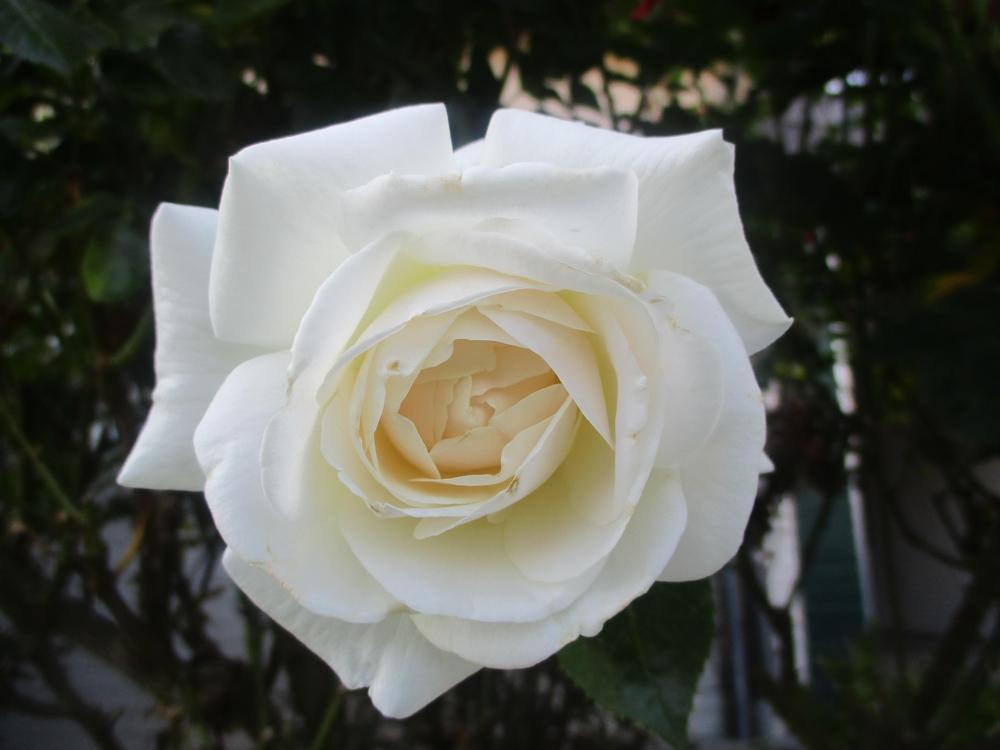 Photo of the bloom of Rose (Rosa 'Helga') posted by Versicolor - Garden.org