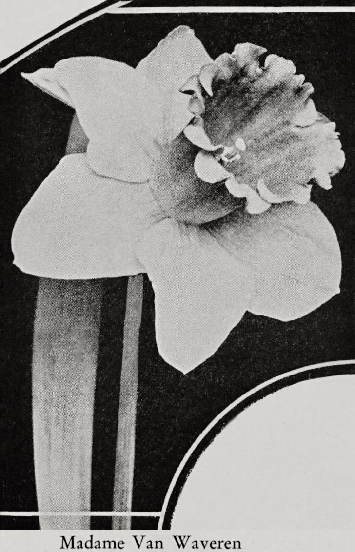 Photo of the documentation of Daffodil (Narcissus 'Madame van Waveren ...