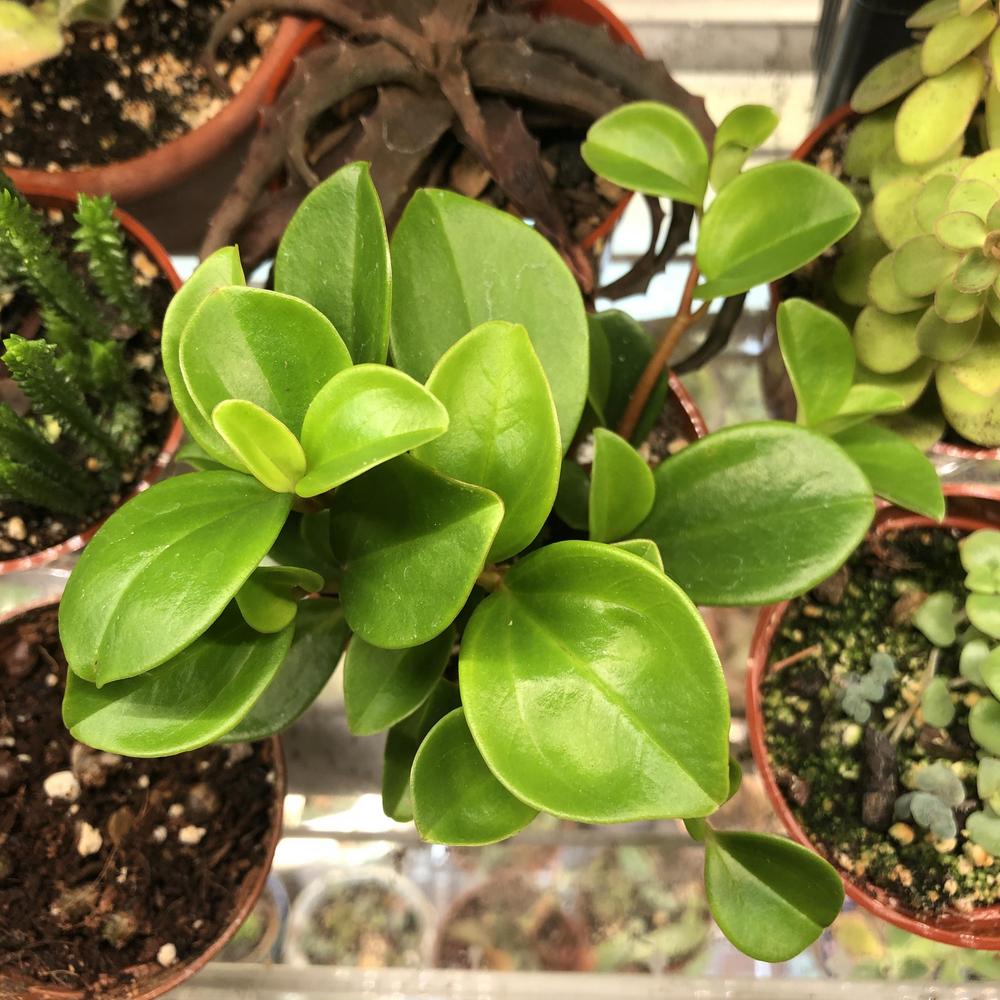 Peperomia cubensis - Garden.org