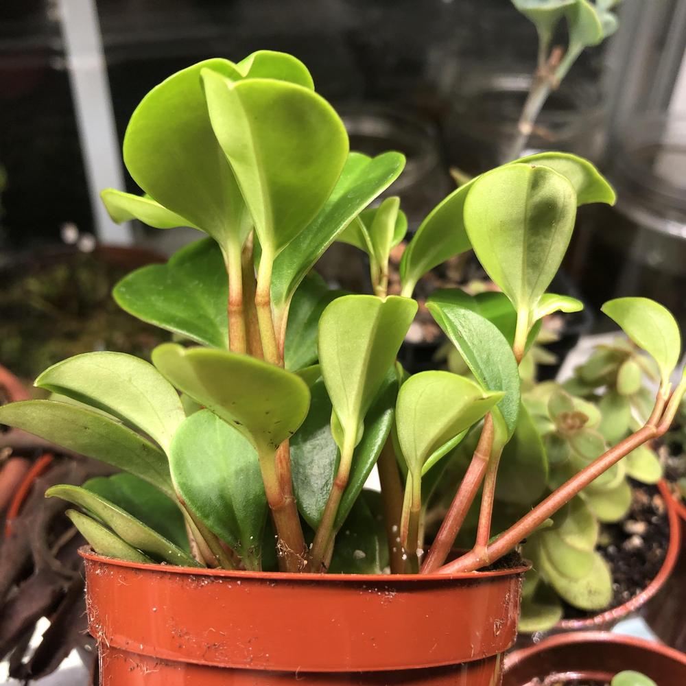 Photo of the entire plant of Peperomia cubensis posted by sedumzz ...