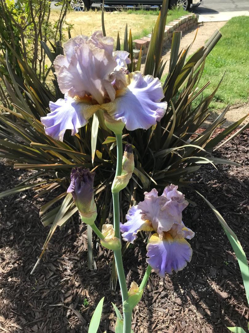 Tall Bearded Iris (Iris 'Sierra Shadow') in the Irises Database ...