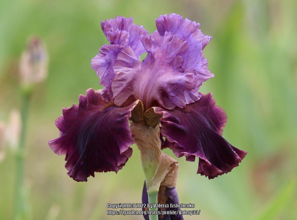 Photo of the bloom of Tall Bearded Iris (Iris 'Huckleberry Pie') posted by Valery33 - Garden.org