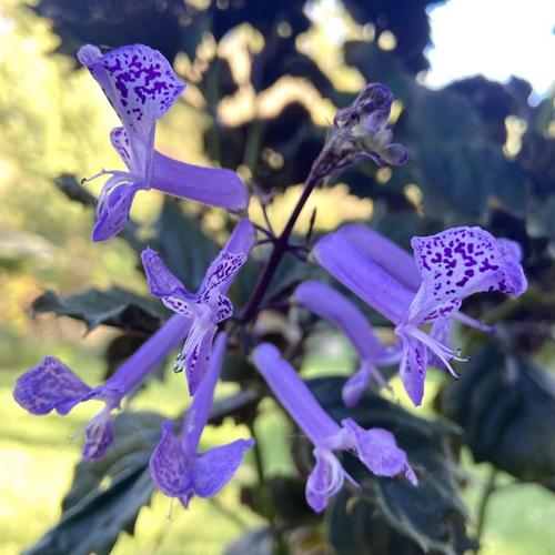 Plectranthus Lion™ Blue - Garden.org
