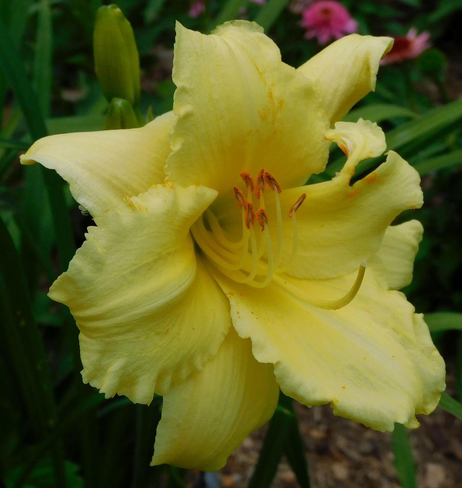 Daylily (Hemerocallis 'Fragrant Returns') in the Daylilies Database ...