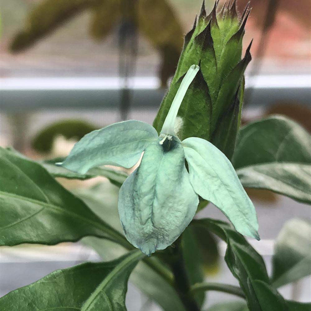 Photo of the bloom of Green Ice Crossandra (Ecbolium viride) posted by ...