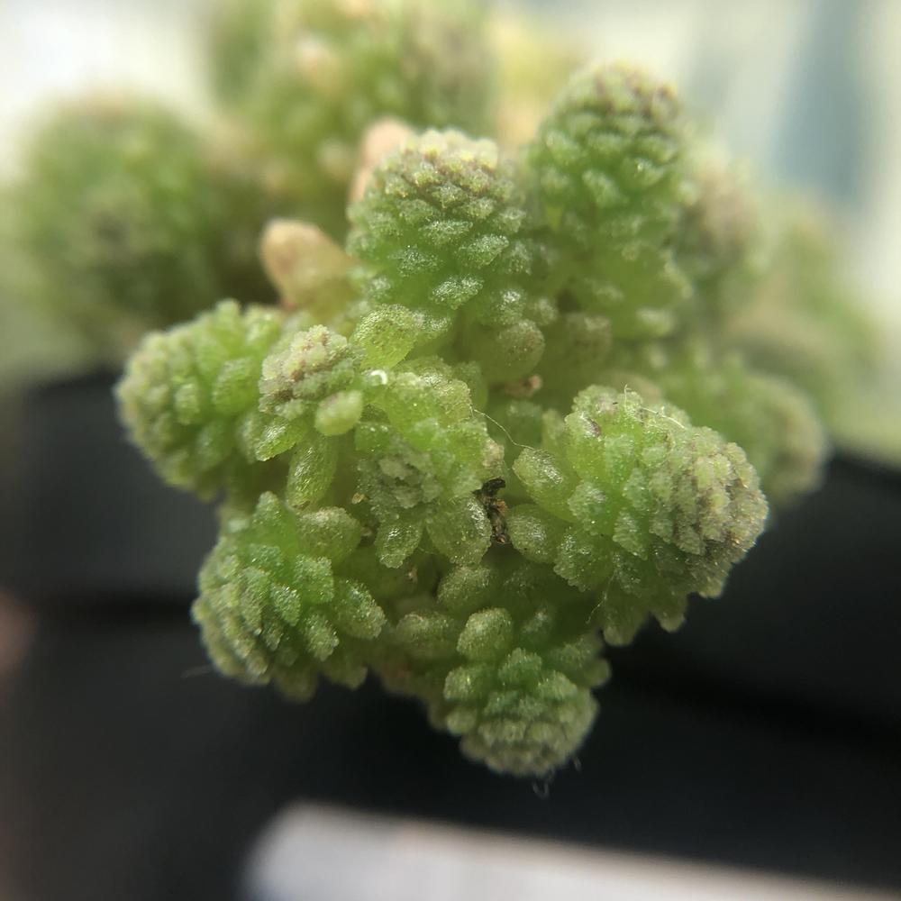 Photo of the entire plant of Monanthes (Monanthes polyphylla) posted by ...