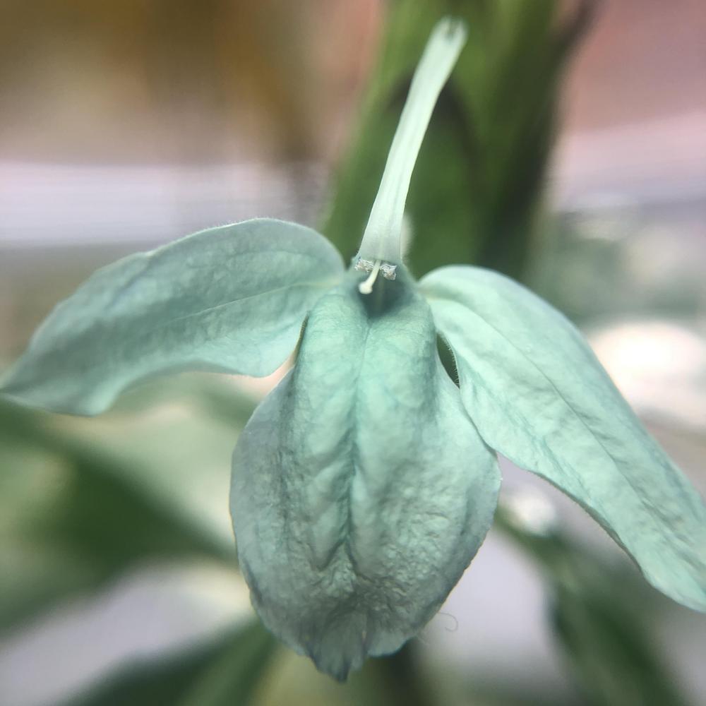 Photo of the bloom of Green Ice Crossandra (Ecbolium viride) posted by ...