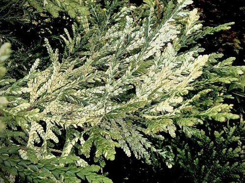 Show your pretty variegated foliage! in the Variegated Foliage forum ...