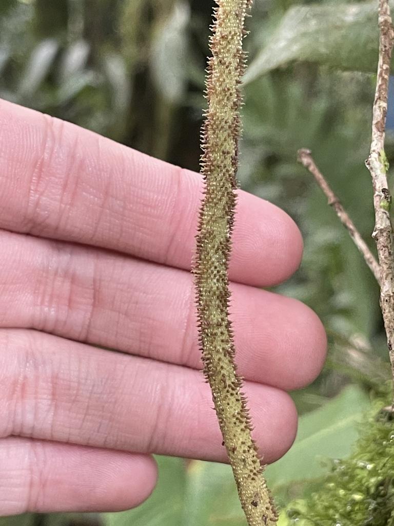 Photo of the bloom of Spoonleaf Peperomia (Peperomia magnoliifolia ...