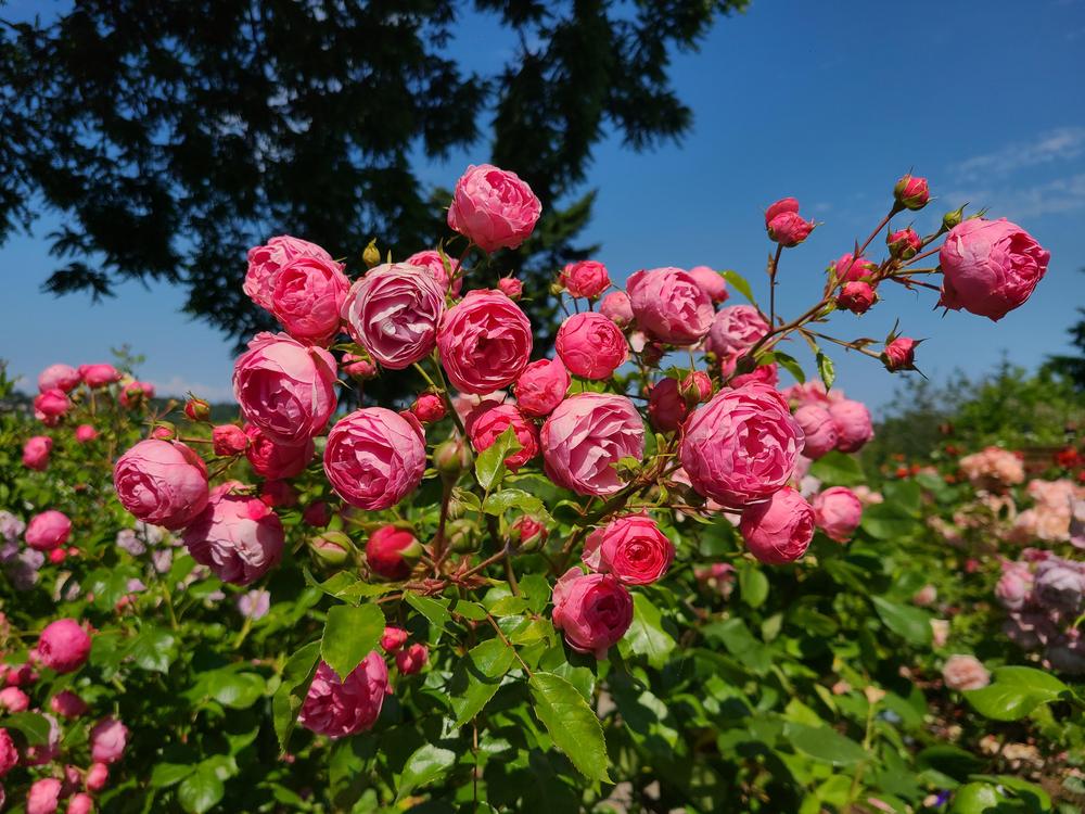 O'So Pretty in The 2023 Garden.org Photo Contest: Roses: Photo by ...