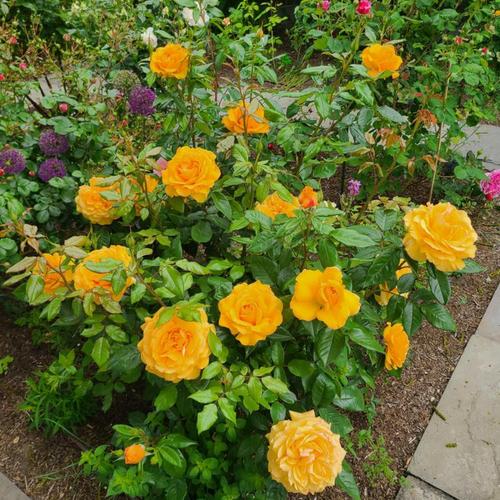 Rose (Rosa 'South Africa') in the Roses Database - Garden.org