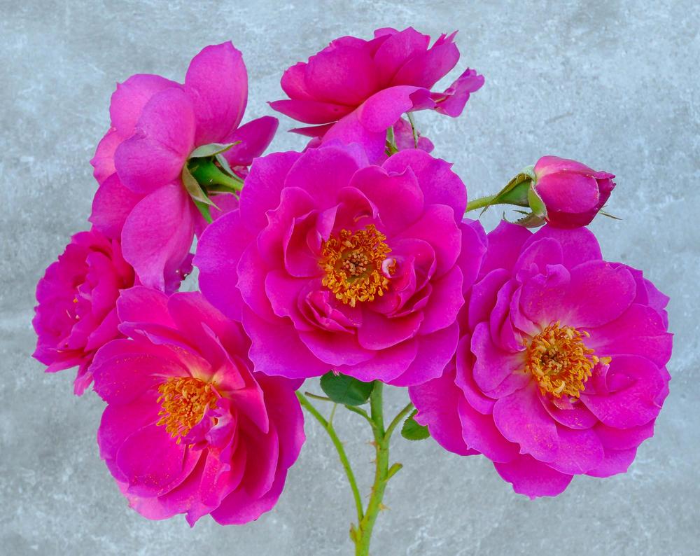 Photo of the bloom of Rose (Rosa 'Wise Portia') posted by AnnKNCalif ...