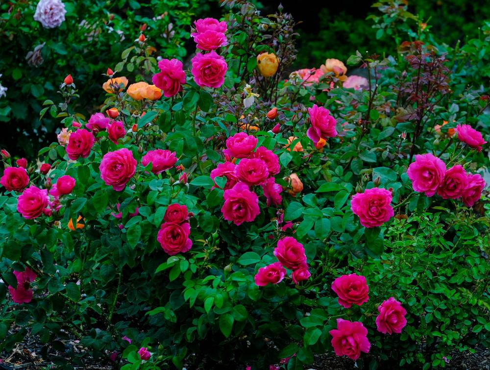 Rose (Rosa 'Wise Portia') in the Roses Database - Garden.org