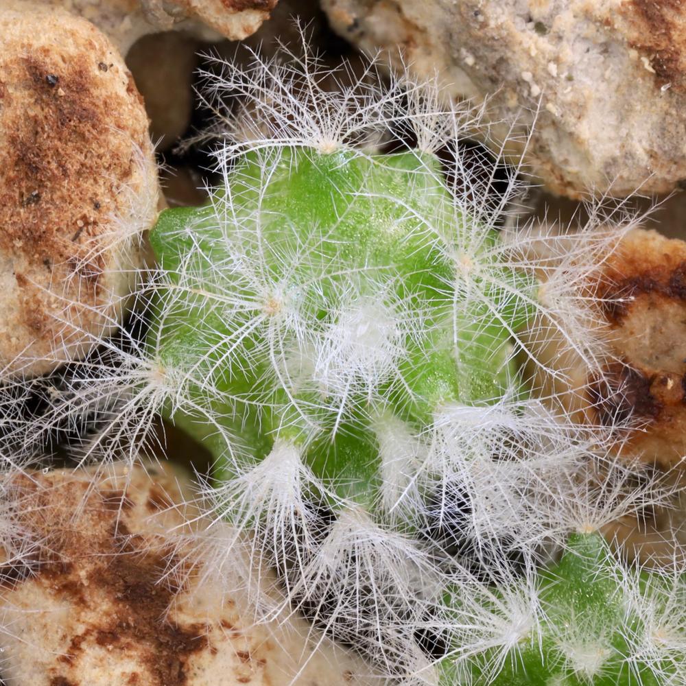 Photo of the seedling or young plant of Feather Cactus (Mammillaria ...