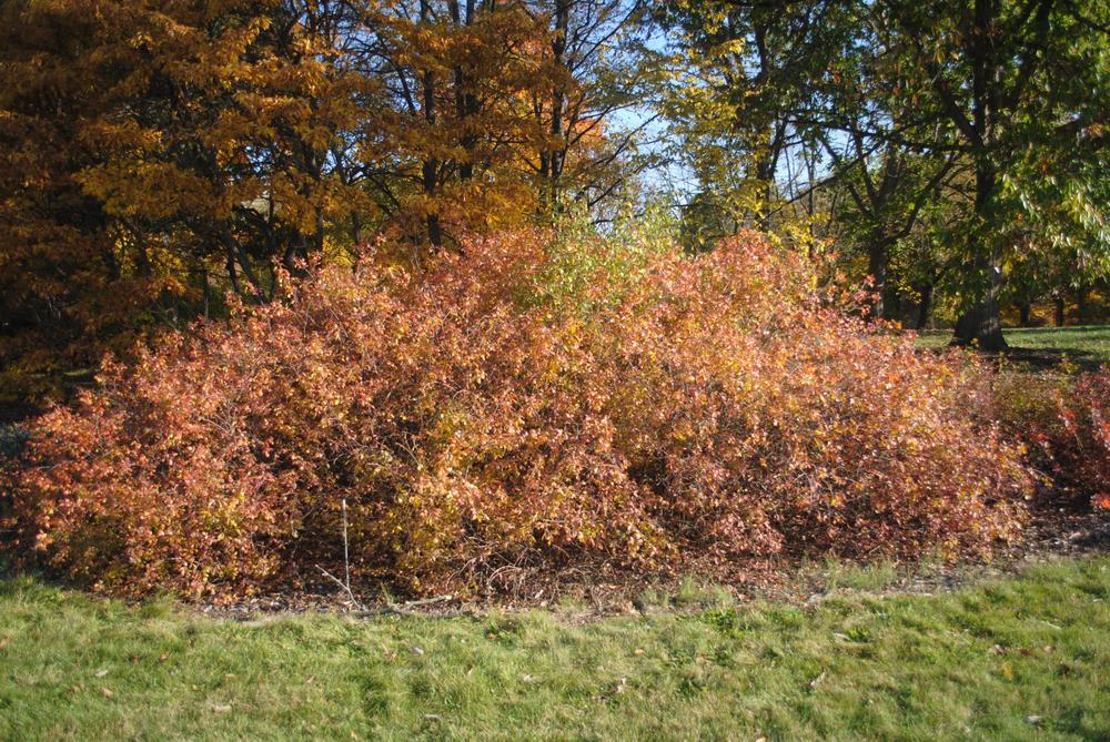 Photo of the fall color of Fragrant Sumac (Rhus aromatica) posted by ...