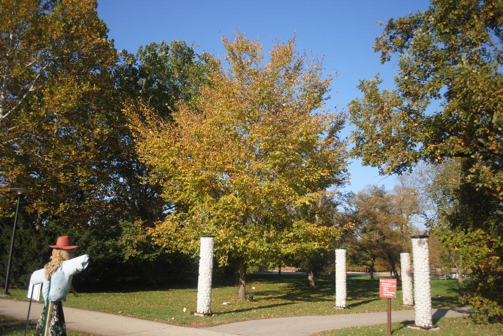 American Elm (Ulmus americana 'Valley Forge') - Garden.org