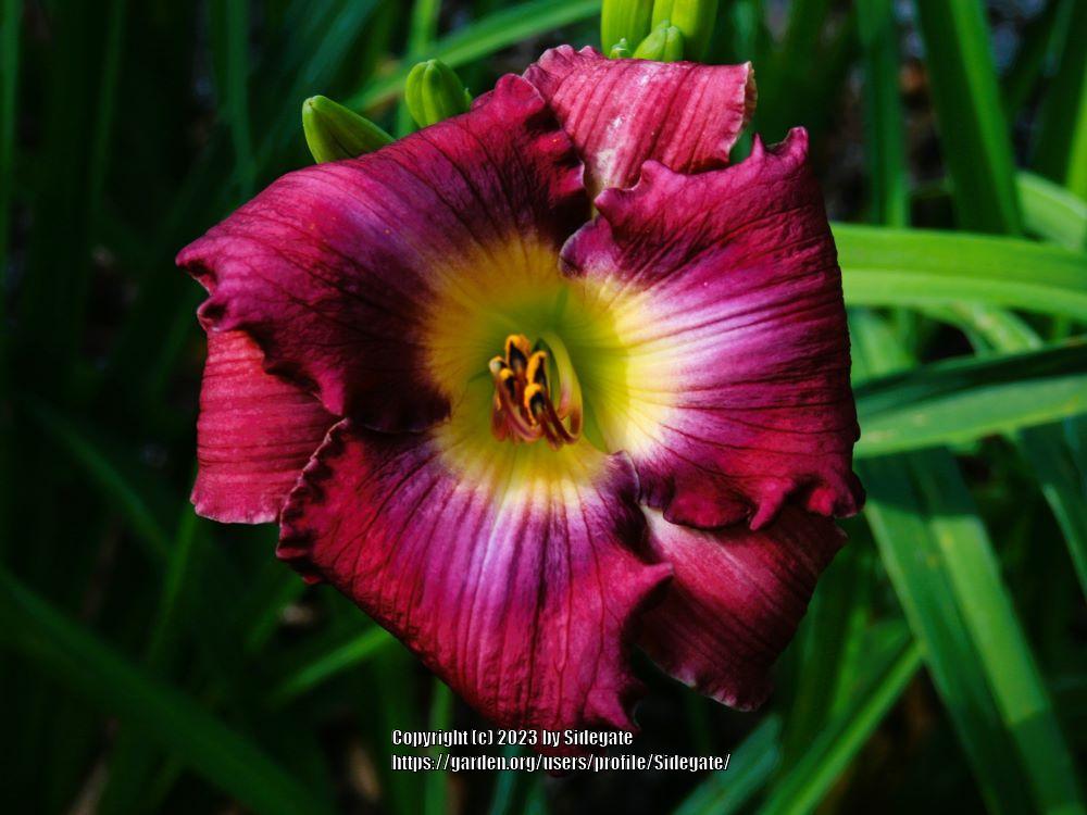 Photo of the bloom of Daylily (Hemerocallis 'Cheauharn Chewie Mon ...