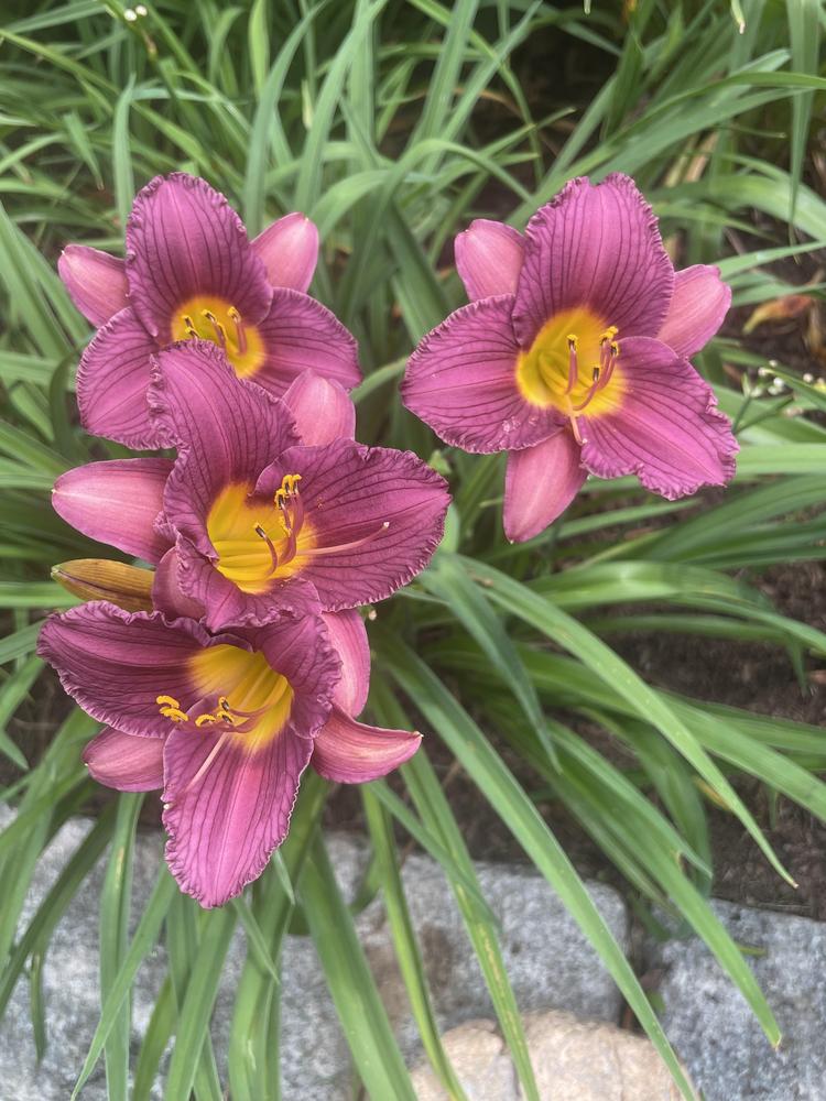 Photo of the bloom of Daylily (Hemerocallis 'Purple De Oro') posted by ...