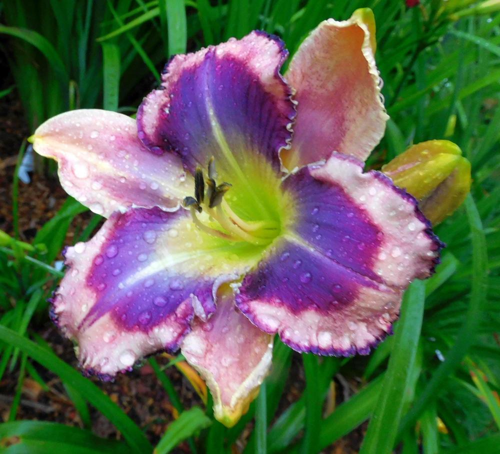 Photo of the bloom of Daylily (Hemerocallis 'Blue Dream') posted by ...