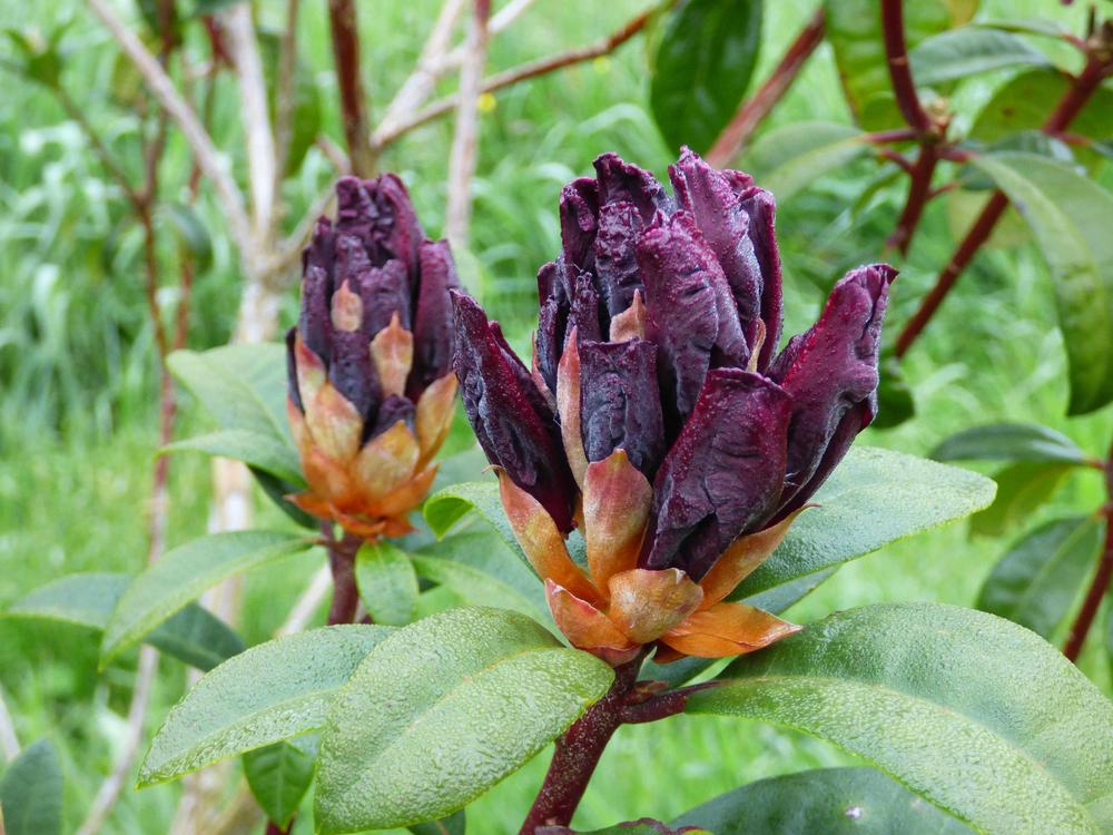 Photo of the closeup of buds, sepals and receptacles of Rhododendron ...