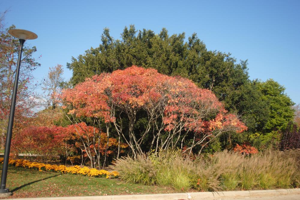 Winged Sumac (Rhus copallina) - Garden.org