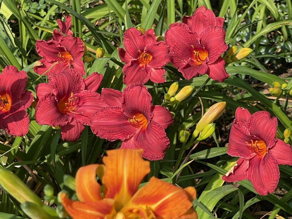 Daylily (Hemerocallis 'Raspberry Wine') in the Daylilies Database ...