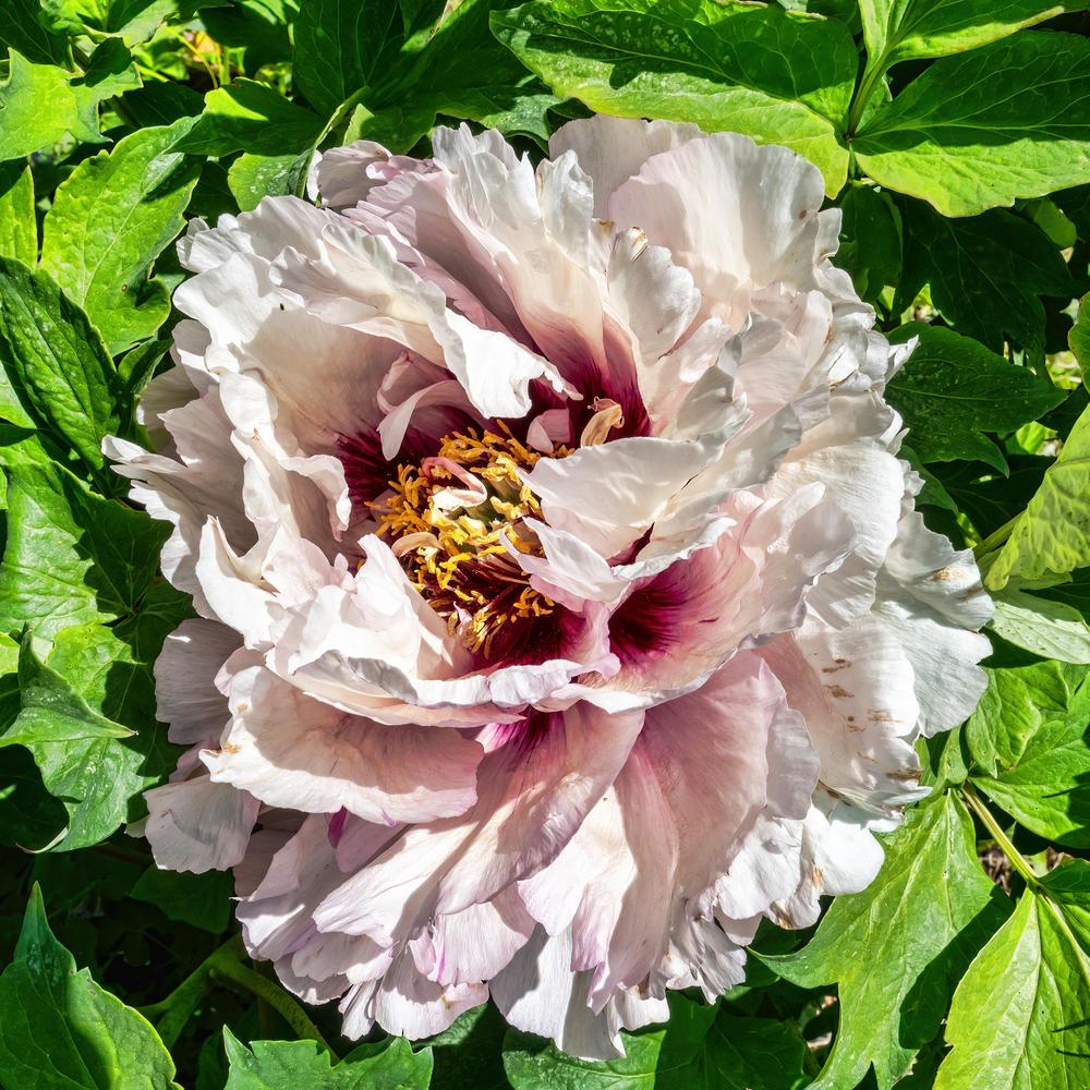 Photo of the bloom of Peony (Paeonia 'Zephyrus') posted by arctangent ...