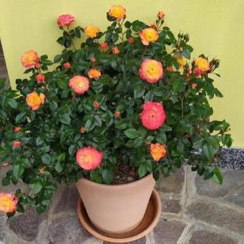 Rose (Rosa 'Wizard') in the Roses Database - Garden.org