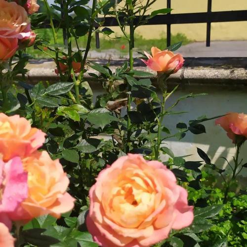 Rose (Rosa 'Briosa') in the Roses Database - Garden.org