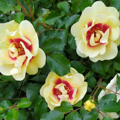 Rose (Rosa 'Eclisse') in the Roses Database - Garden.org