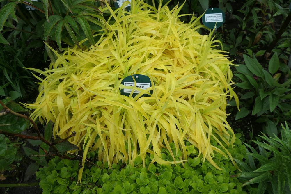 Photo of the entire plant of Goldenrod (Solidago canadensis ...