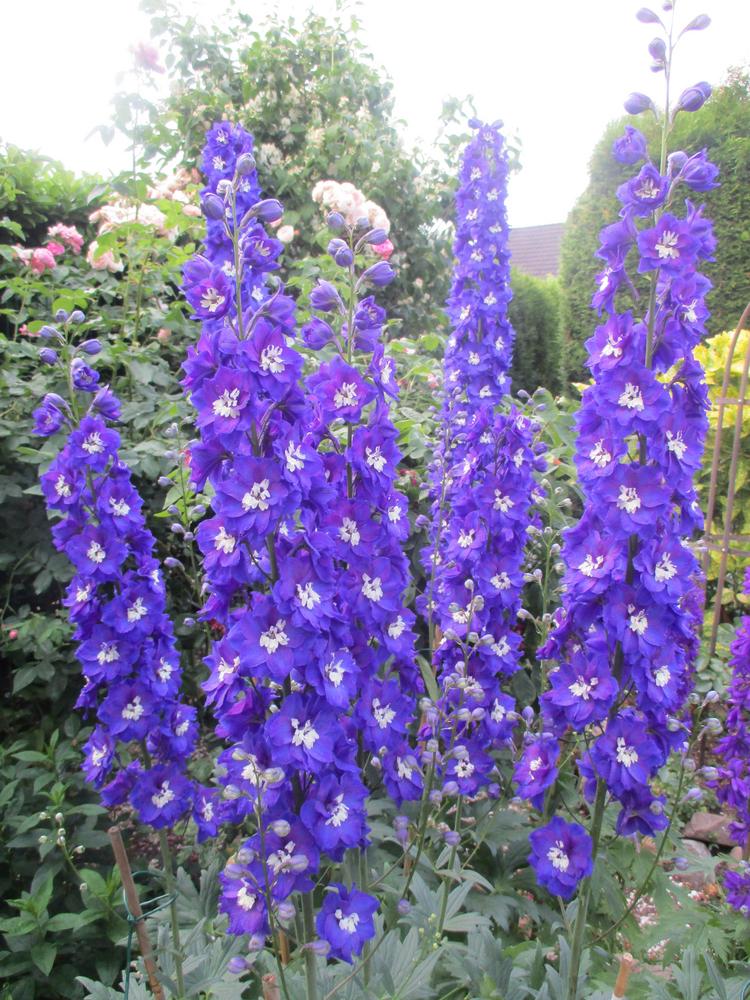 Candle Delphinium (Delphinium elatum) in the Delphiniums Database ...