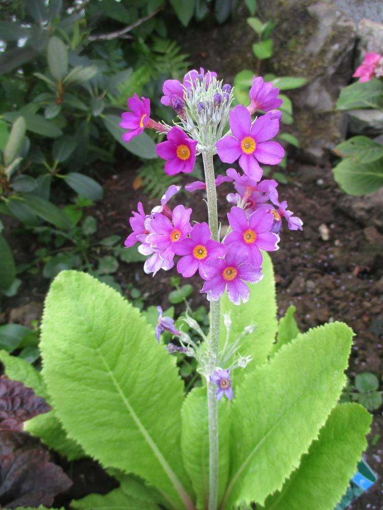 Candelabra Primula (Primula bulleyana subsp. beesiana) in the Primroses ...
