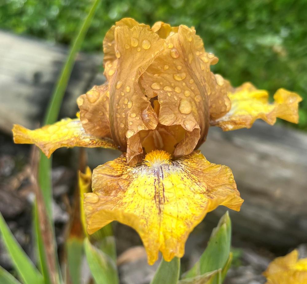 Photo of the bloom of Intermediate Bearded Iris (Iris 'Anne Veronica ...