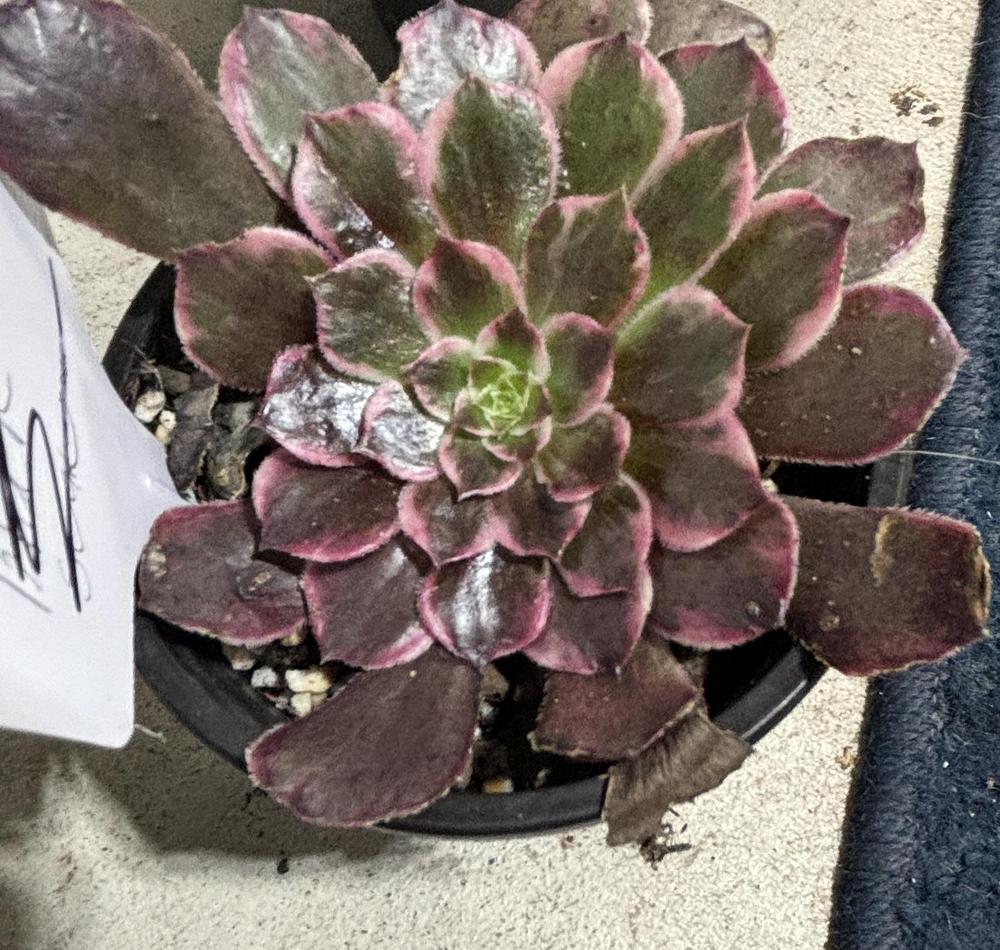 Aeonium 'Red Velvet' in the Aeoniums Database - Garden.org