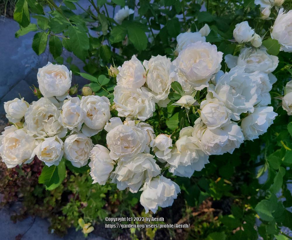 Rose (Rosa 'Icecap') in the Roses Database - Garden.org