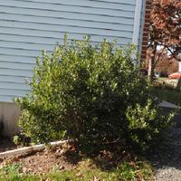 Photo of the entire plant of Inkberry (Ilex glabra 'Densa') posted by ...