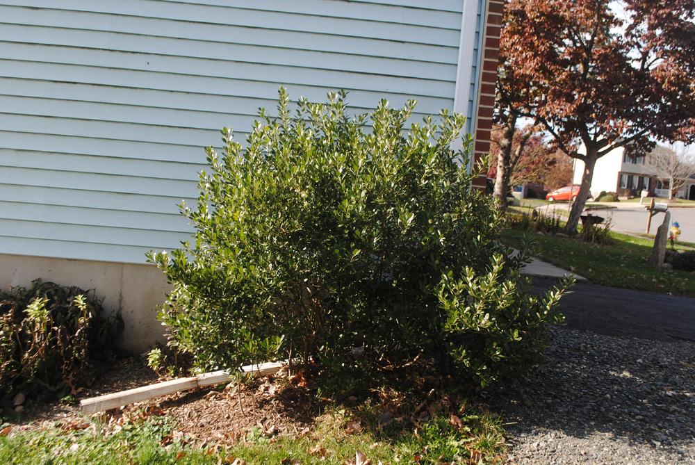 Photo of the entire plant of Inkberry (Ilex glabra 'Densa') posted by ...